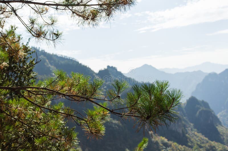 Pine Trees and Mountain View Stock Photo - Image of meadow, cliff ...
