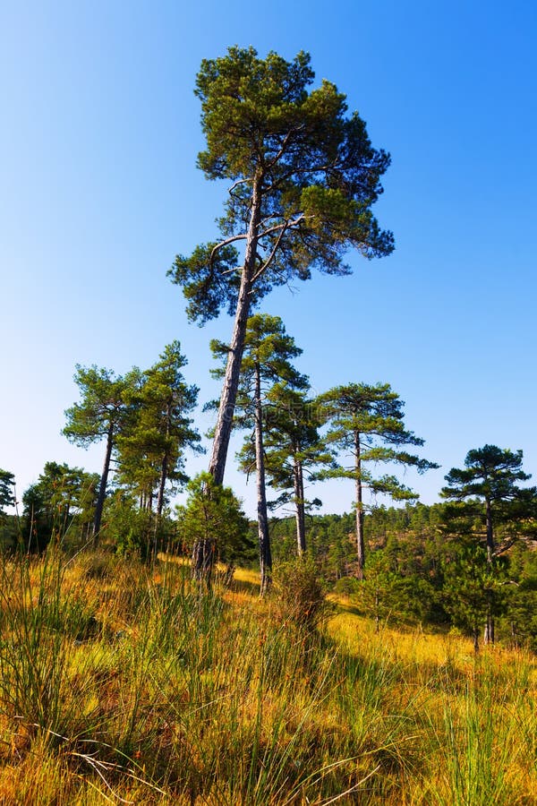 Pine trees stock photo. Image of trees, rock, scenic - 36839372