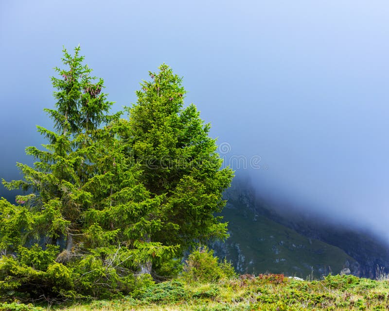 Pine Trees At High Altitude Stock Image - Image of colour, pine: 23817421