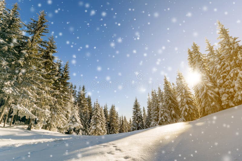 Snow Falling On Pine Trees 339,200+ Pine Tree Snow Stock Photos,