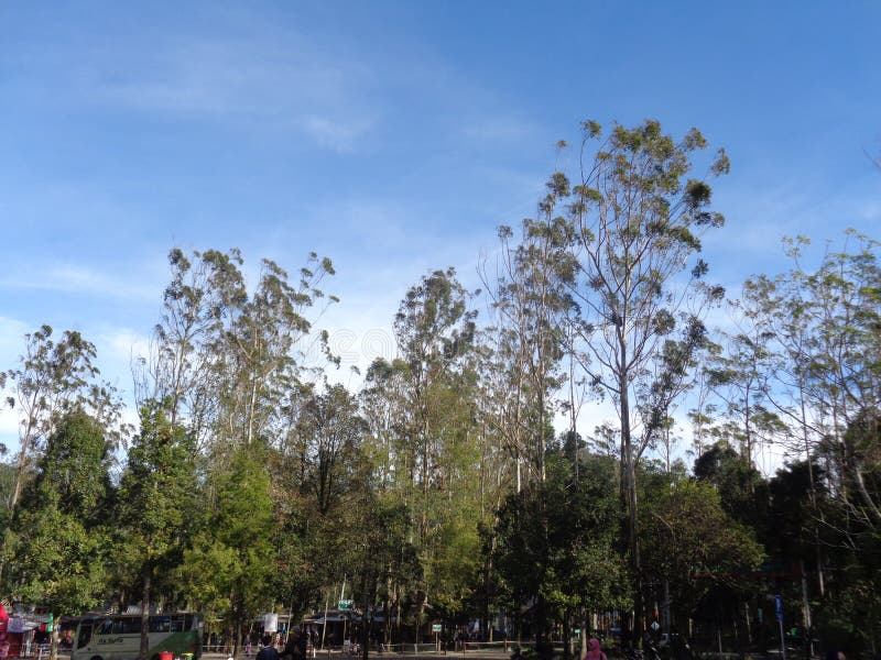 Pine Trees at the Mountains, West Java 2017 Stock Image - Image of tree ...
