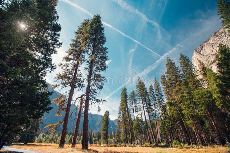 Pine trees and mountains stock photo. Image of valley - 85774746