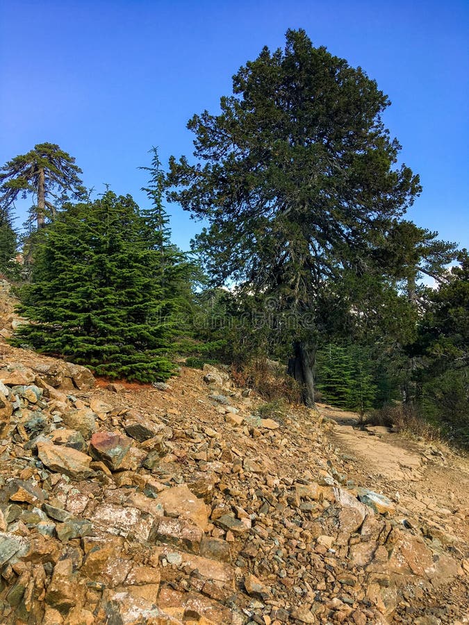Pine Trees on the Mountainside Stock Photo - Image of wood, natural ...
