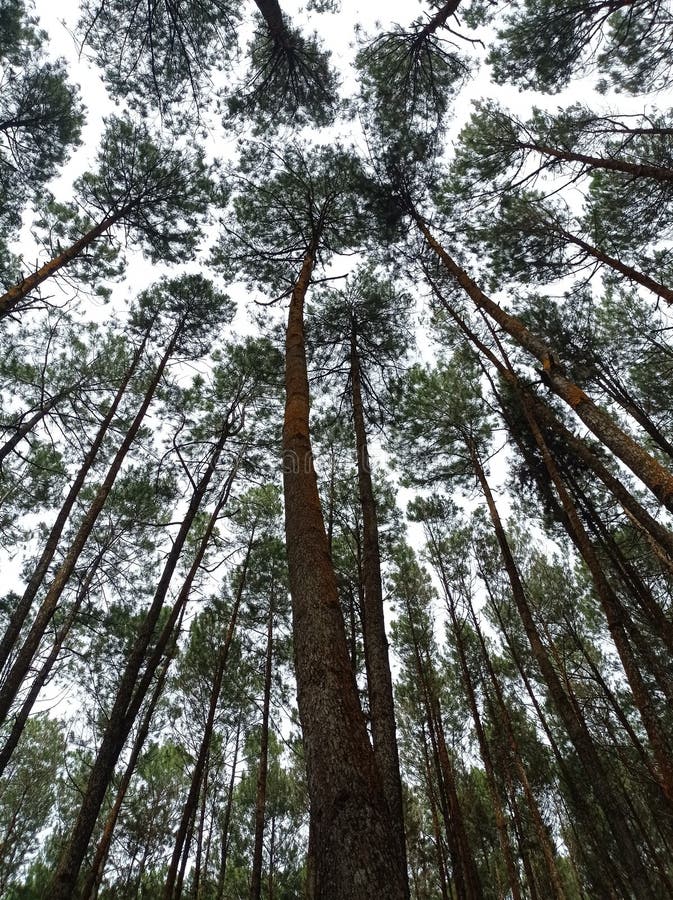 Pine trees natural stock image. Image of woodland, forest - 265250813