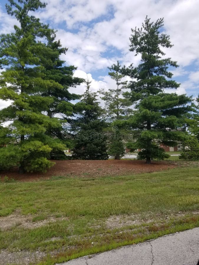 Pine trees stock image. Image of pine, blue, trees, natural - 153596763