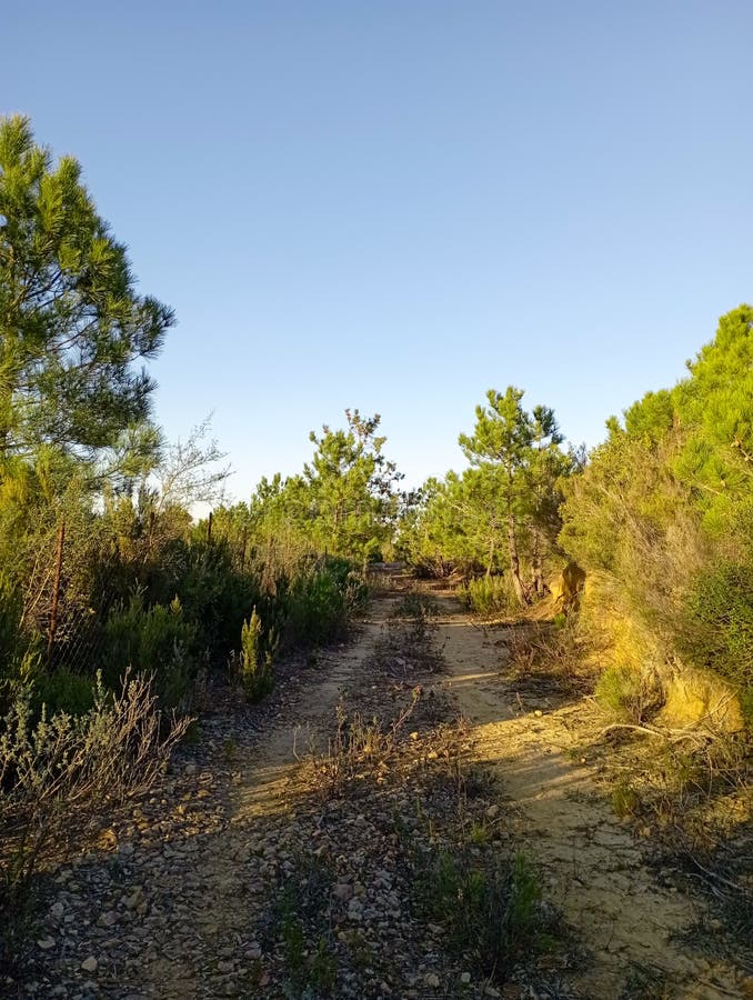 Pine Trees in Nature Jijel Algeria Stock Image - Image of soil ...