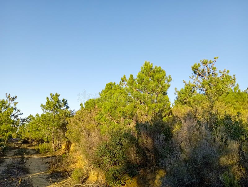 Pine Trees in Nature Jijel Algeria Stock Image - Image of nature, plant ...