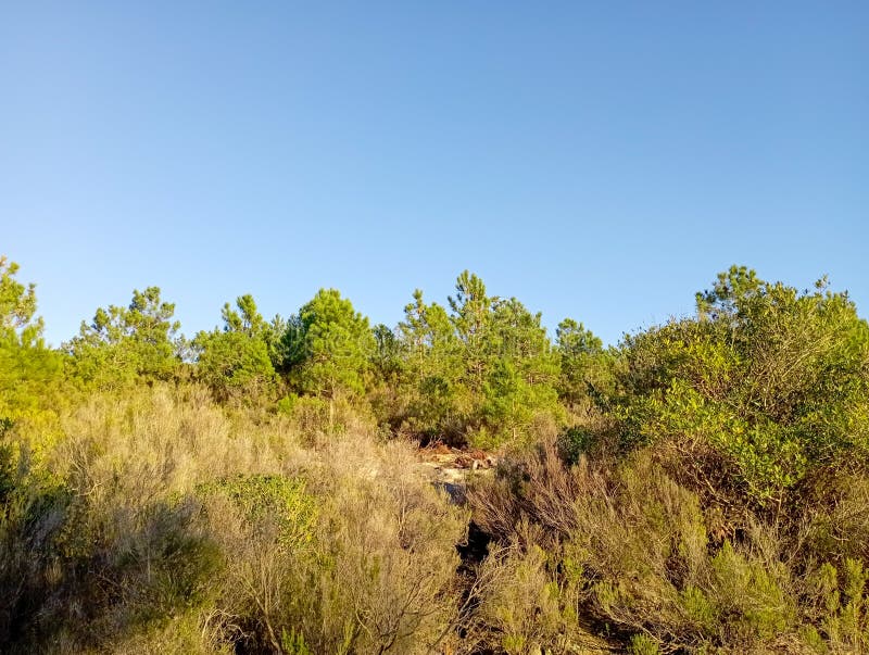 Pine Trees in Nature Jijel Algeria Stock Photo - Image of forest ...