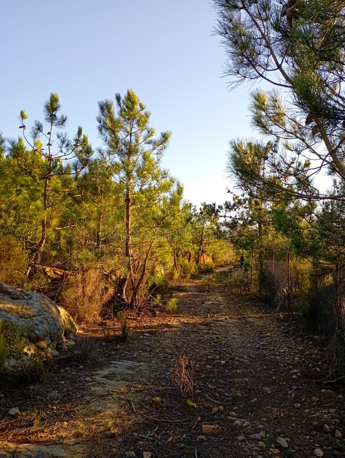 Pine Trees in Nature Jijel Algeria Stock Photo - Image of algeria ...