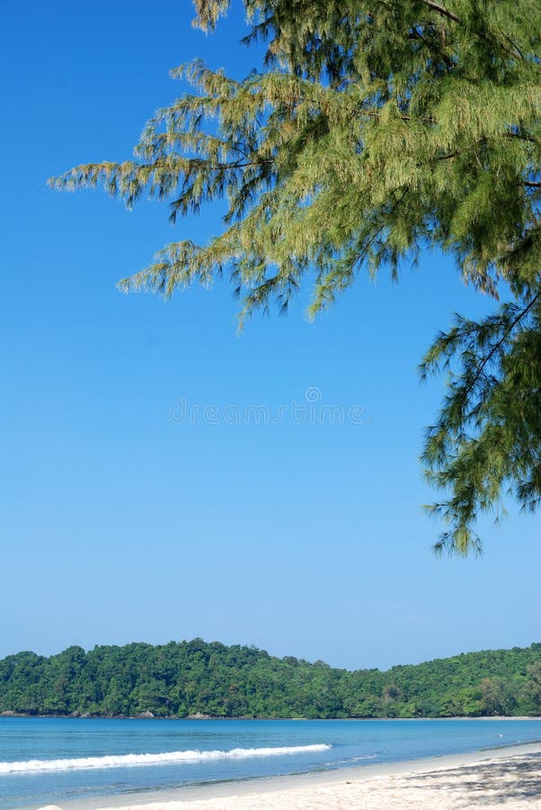 Pine trees near the beach stock image. Image of wooden - 23058181