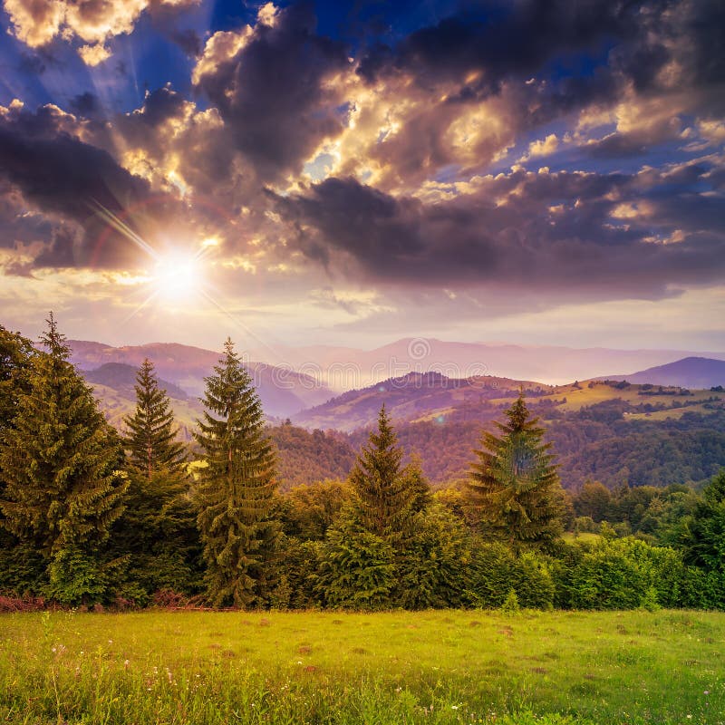 Pine Trees Near Valley in Mountains and Autumn Forest on Hillside Under ...