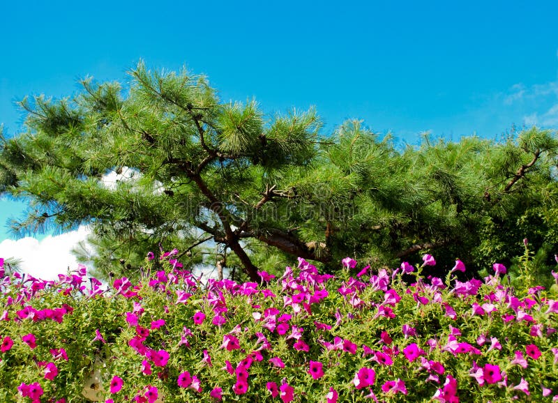 Pine Trees with Nice Violet Flowers. Stock Image - Image of pine ...