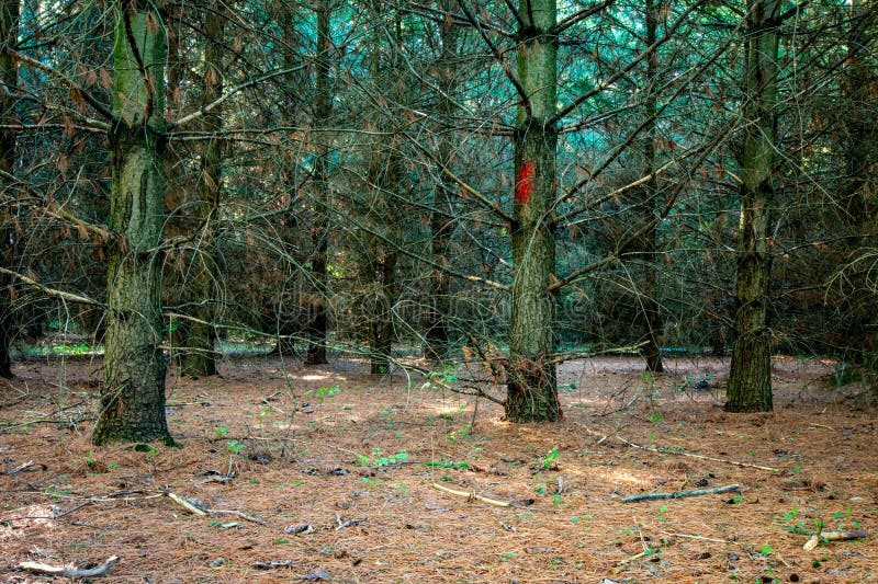 Pine Trees with No Needles stock photo. Image of needles - 318197434