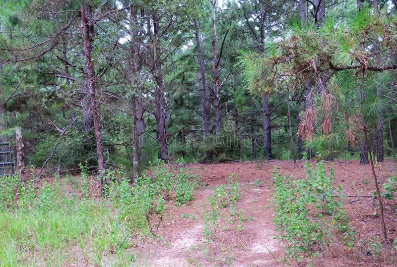 Path less traveled stock image. Image of trees, pine - 101642447