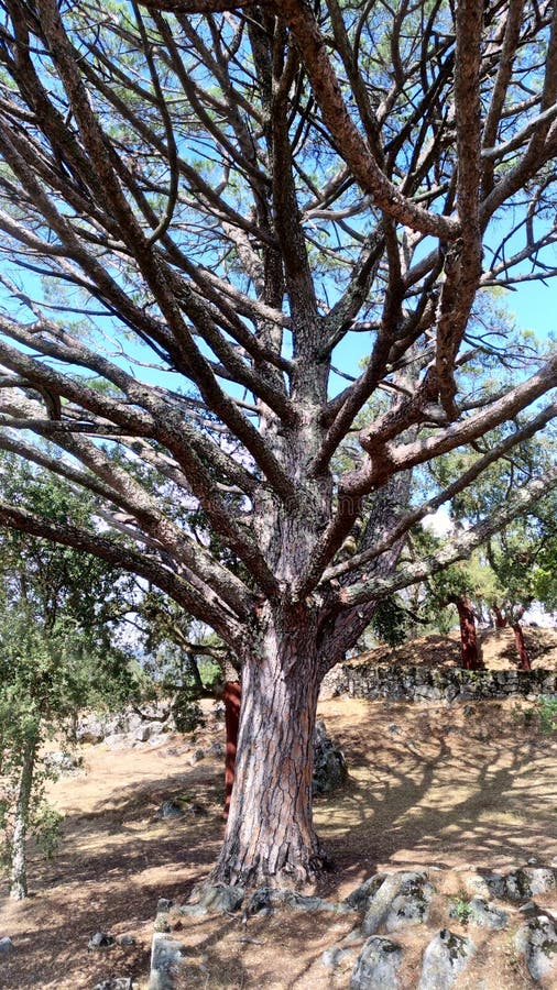 Old pine tree stock photo. Image of changed, world, pine - 122467532