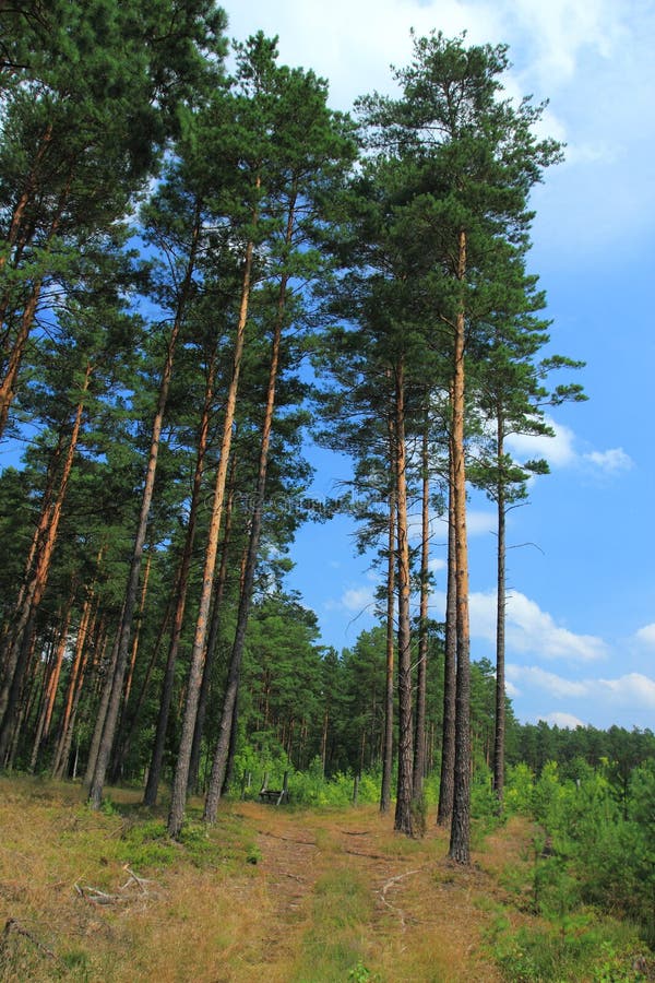 Pine Trees Over Blue Sky in Summer Stock Photo - Image of brown, europe ...