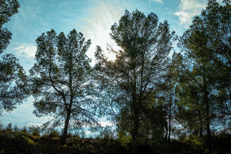 Pine Trees Overlooking the Blue Sky Stock Photo - Image of firmament ...