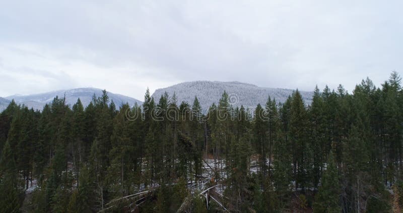 Pine Trees Overlooking the Mountain Ranges 4k Stock Footage - Video of ...