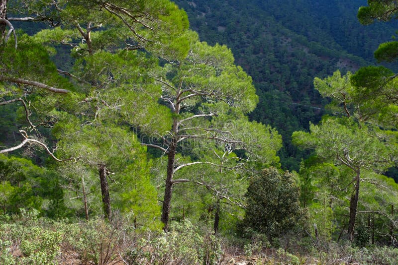 Pine Trees at the Paphos Forest Stock Photo - Image of pine, needle ...