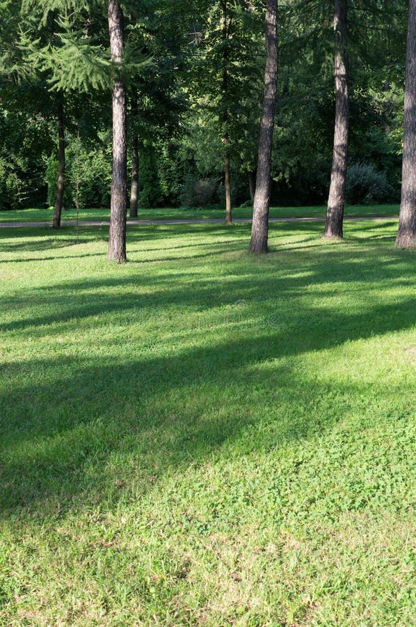 Pine Trees in the Park. Background, Nature. Stock Image - Image of ...