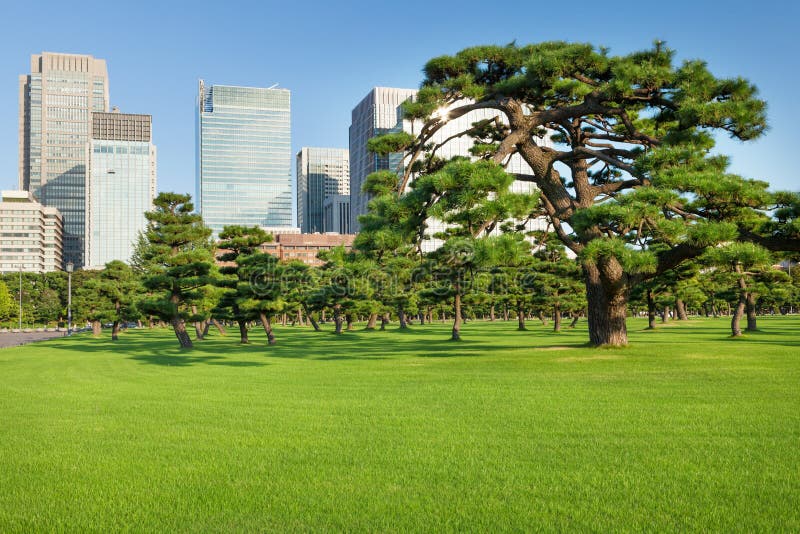 Pine Trees Park in Front of Skyscrapers Stock Photo - Image of pine ...