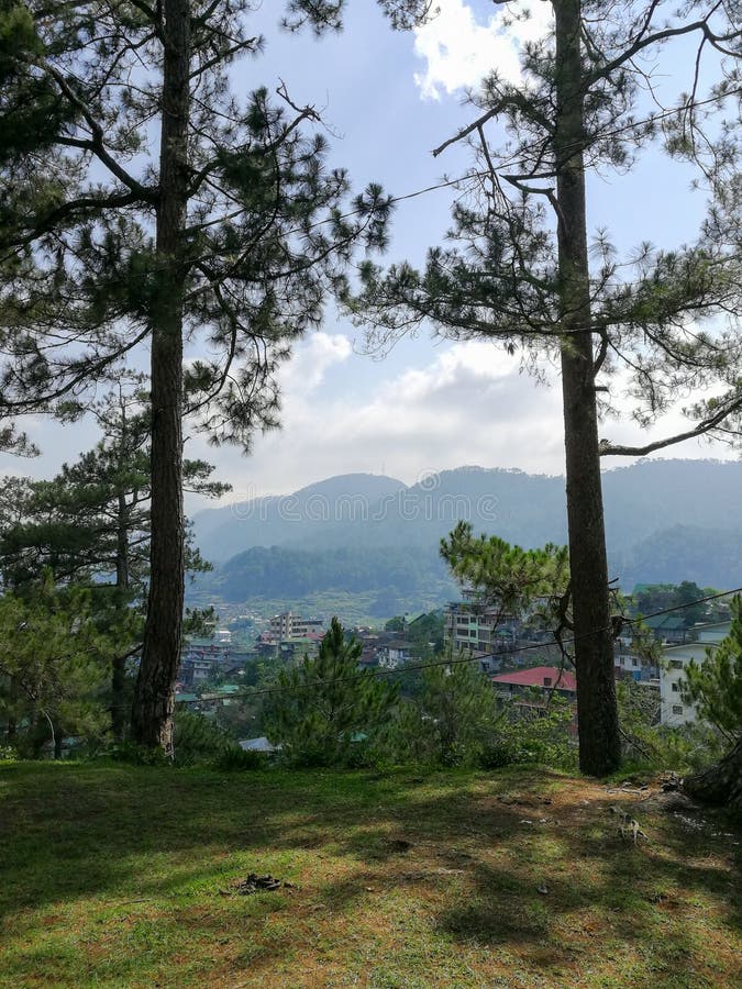 Sagada Pine Trees Stock Photos - Free & Royalty-Free Stock Photos from ...