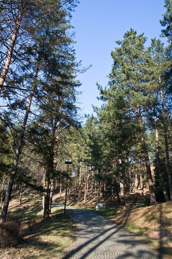 Pine Trees Path Picture. Image: 4088004