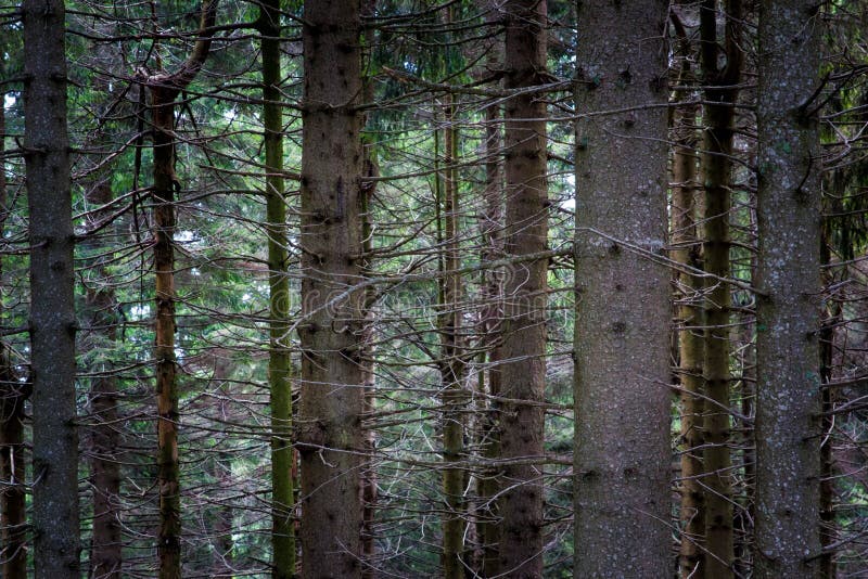 Pine Trees Pattern, Wallpaper, Background, Stock Image - Image of ...