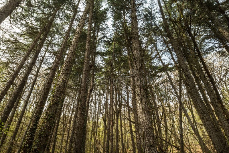 Pine Trees Perspective in Spring Forest Stock Photo - Image of green ...