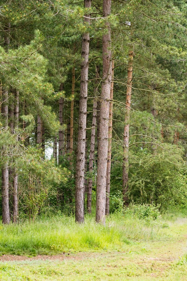 Pine Trees in a Pine Forest in the UK Stock Image - Image of life ...