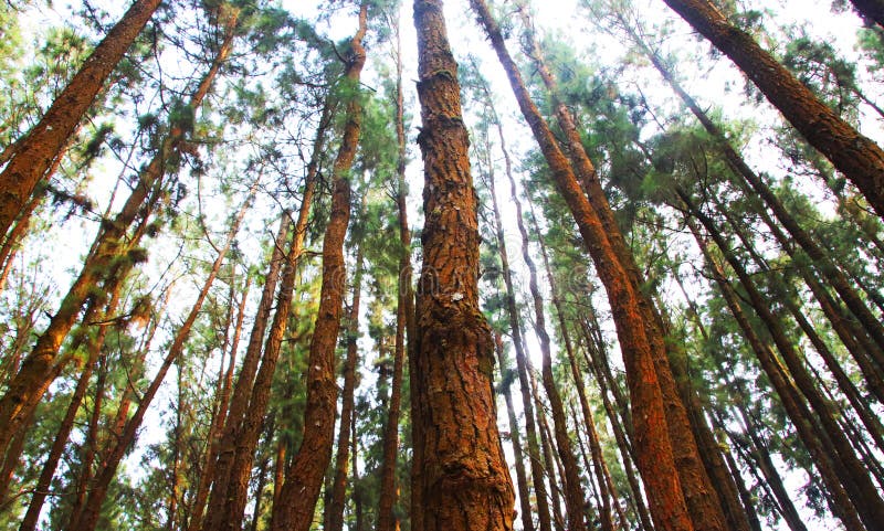 Pine trees stock photo. Image of india, trees, vagamon - 116000278