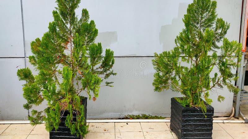 Pine Trees Planted in Pots Placed in Front of the Office Stock Image ...