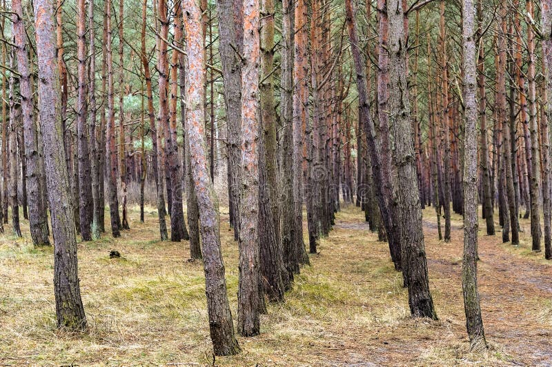 Rows of Pine Trees stock photo. Image of mature, harvest - 47536880