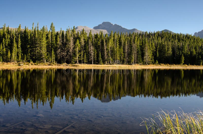 Pine Trees Reflect in Lake Horizontal Stock Image - Image of nature ...