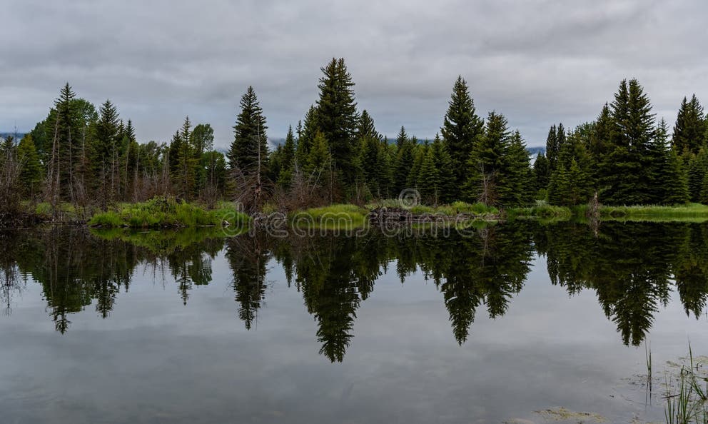 Pine Trees Reflect in Smooth Water Stock Photo - Image of wilderness ...