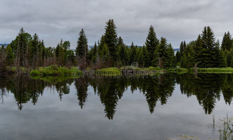Pine Trees Reflect in Smooth Water Stock Image - Image of overcast ...