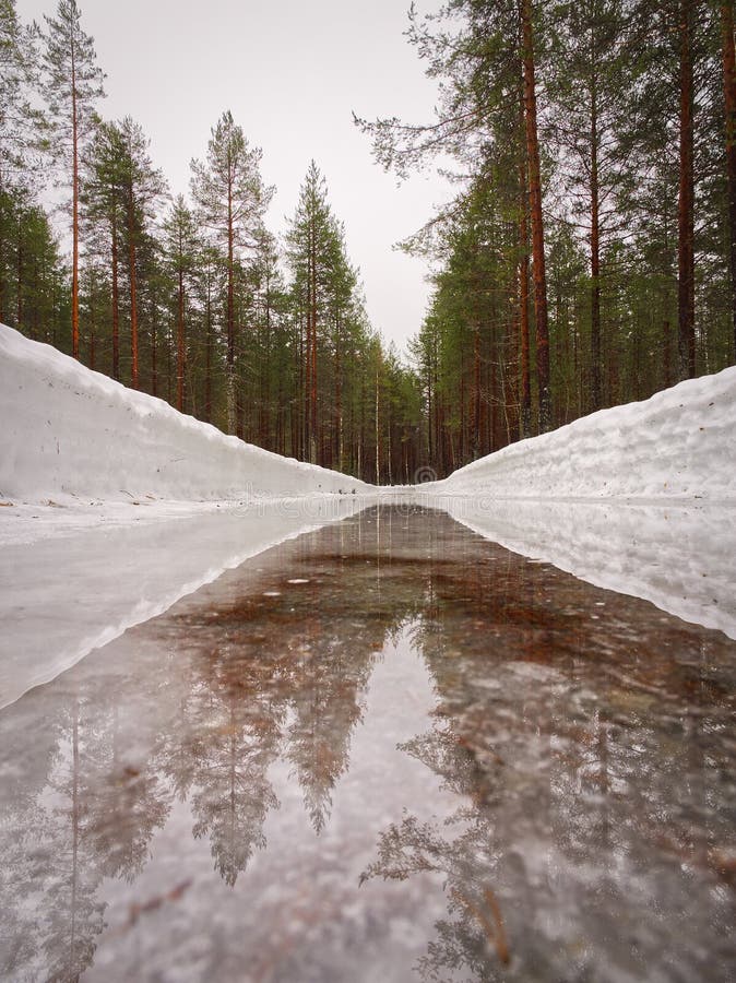 Pine Trees Reflection in Forest Road with Snow Stock Photo - Image of ...