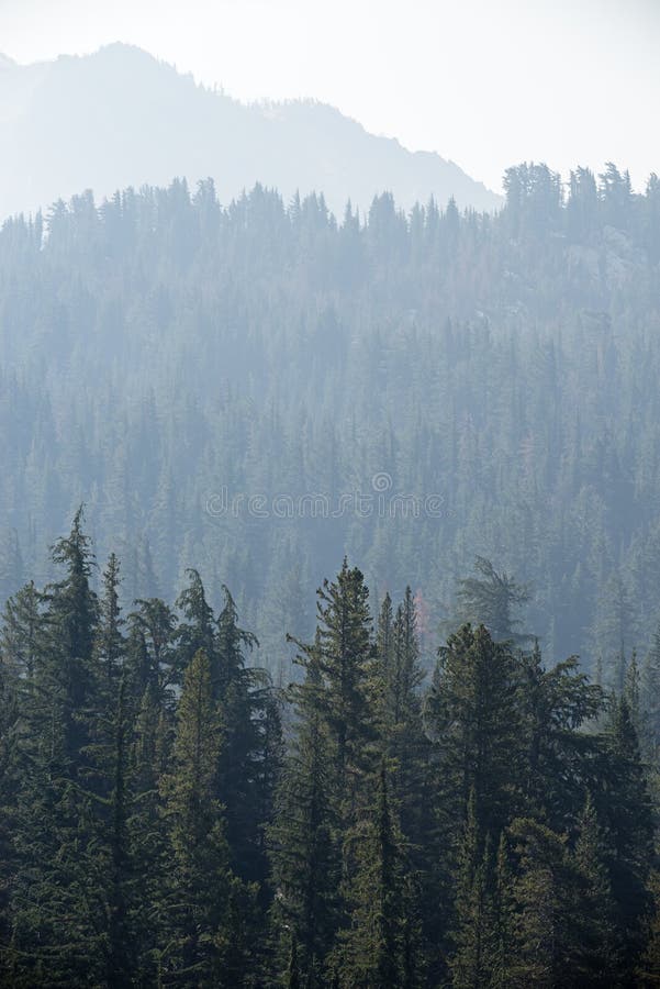 Pine Trees on Ridges stock image. Image of distant, horizon - 229942195