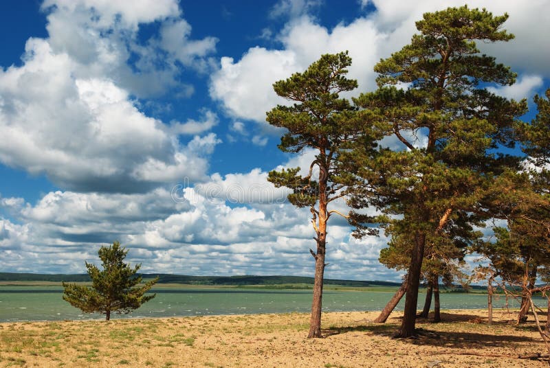 Pine trees beside river stock photo. Image of line, outdoors - 18427410