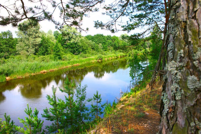 Pine Trees on the River Bank Stock Photo - Image of outdoors, hill ...