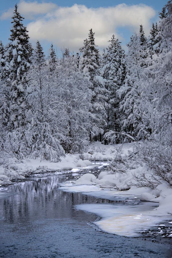 River and Pine Trees Landscape Covered with Snow. Stock Photo - Image ...