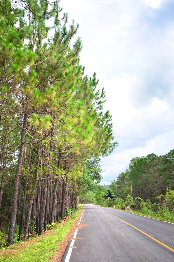 Pine trees with the road stock image. Image of country - 57657329
