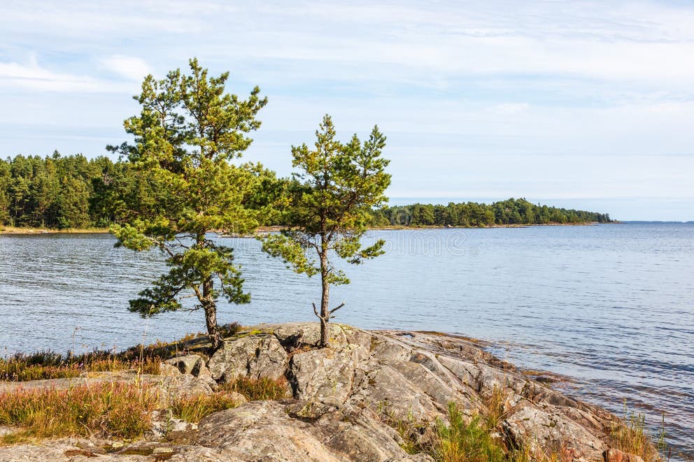 Pine Trees on a Rock on a Lake Stock Photo - Image of vanern, view ...