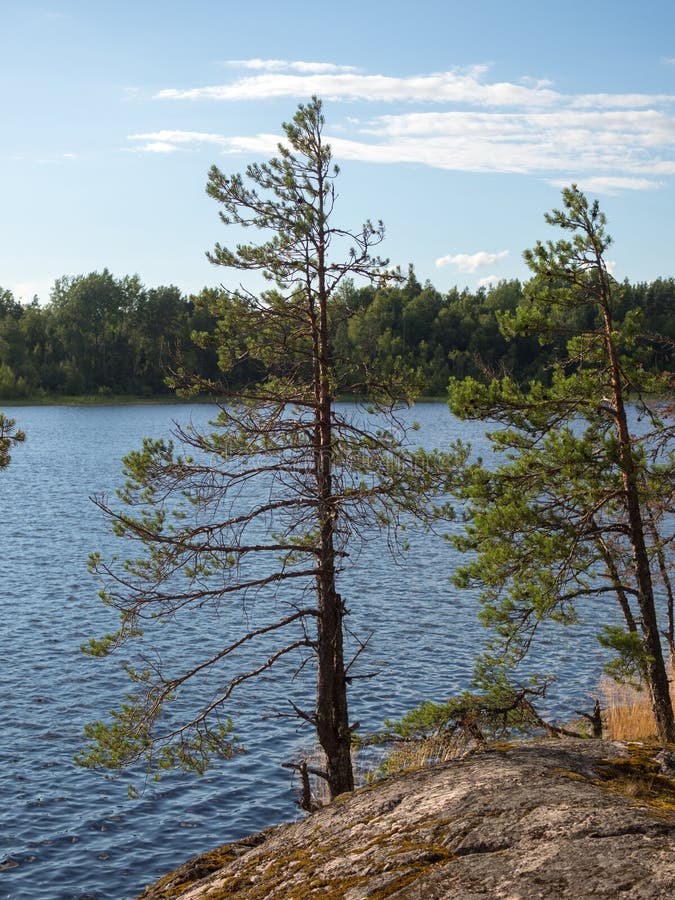 Pine trees on the rock stock photo. Image of shore, rocky - 261174446