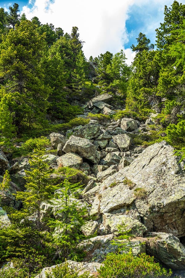 Pine trees stock image. Image of wild, stone, pine, forest - 57618897