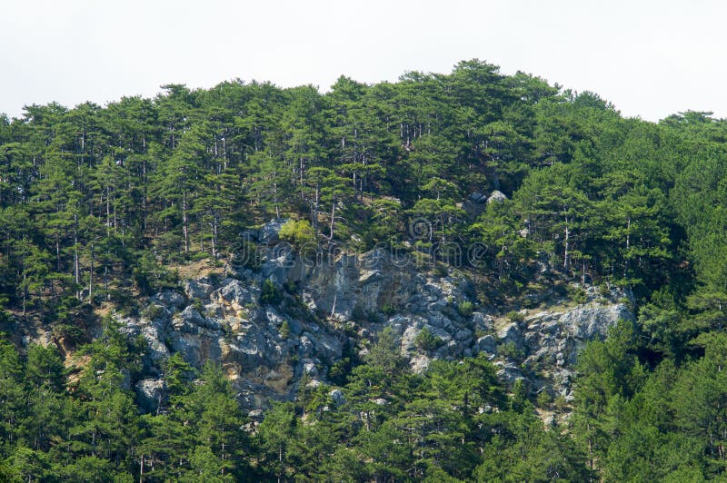 Pine Trees on the Rock stock image. Image of view, pine - 74993333