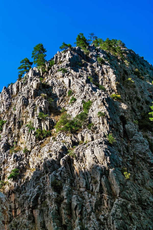 Pine Trees on the Rocky Cliffs on a Sunny Summer Day Stock Image ...