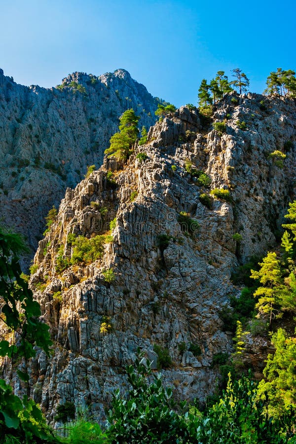 Pine Trees on the Rocky Cliffs on a Sunny Summer Day Stock Image ...