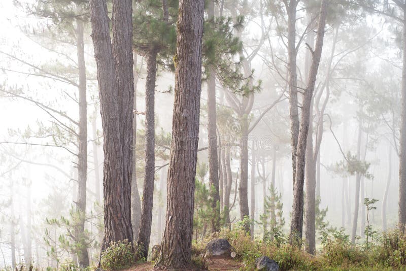 Pine Trees at Sagada, Mountain Province, Philippines Stock Image ... Pine Trees at Sagada, Mountain Province, Philippines Stock Image ...