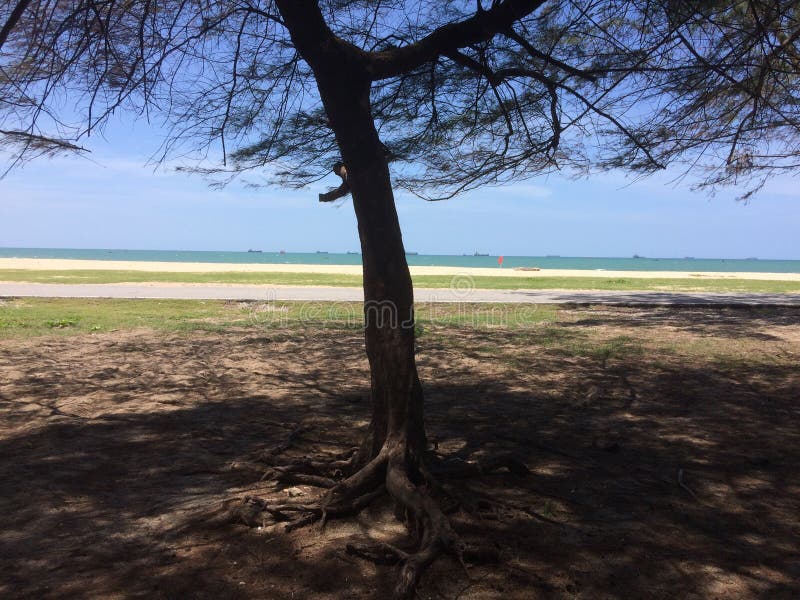 Pine Trees on the Sand Beach. Stock Photo - Image of coastline, scenic ...